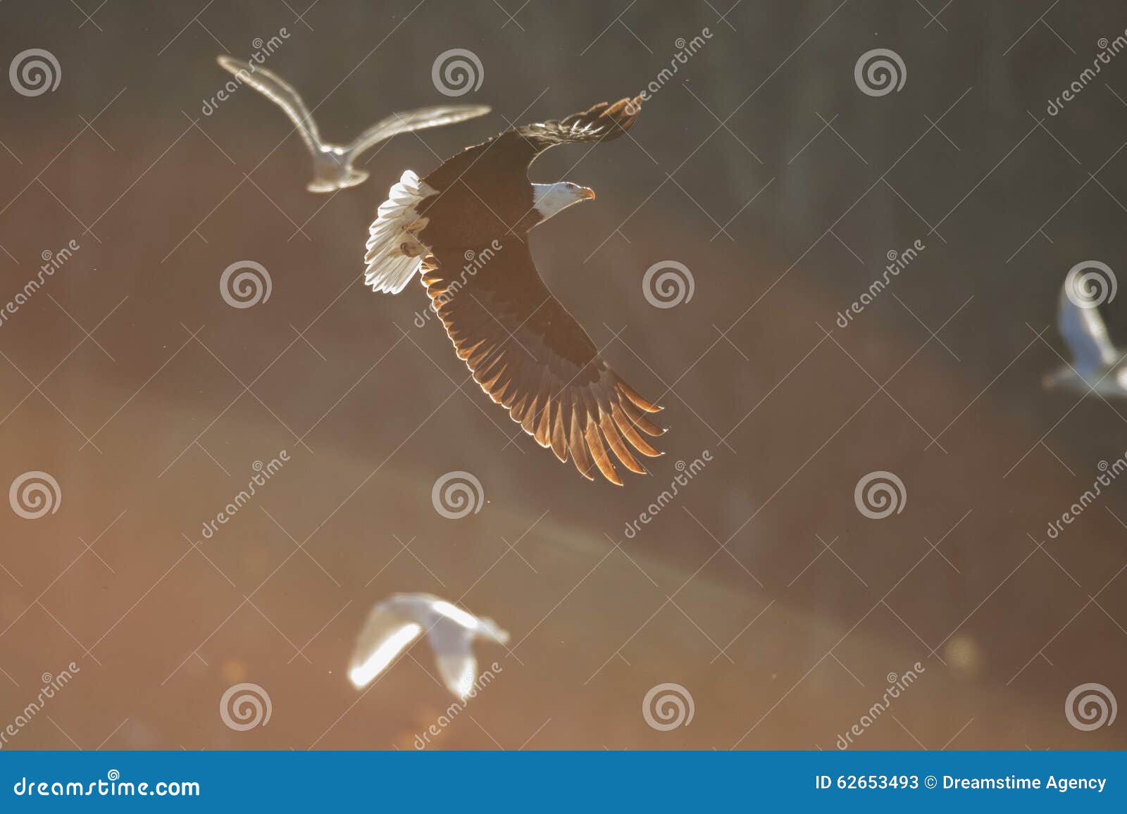 Bald Eagle in Soft light stock image. Image of wildlife - 62653493