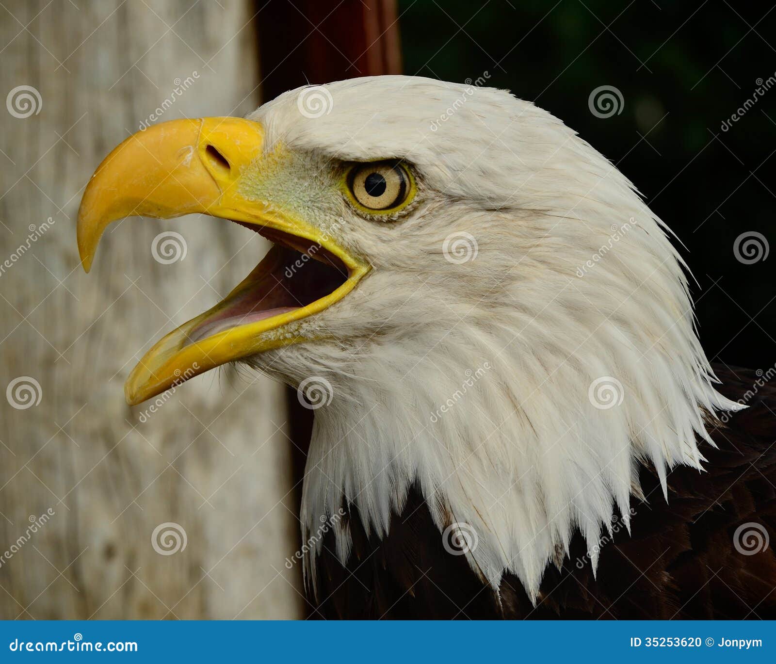 Bald Eagle Squaking stock photo. Image of beak, raptor - 35253620