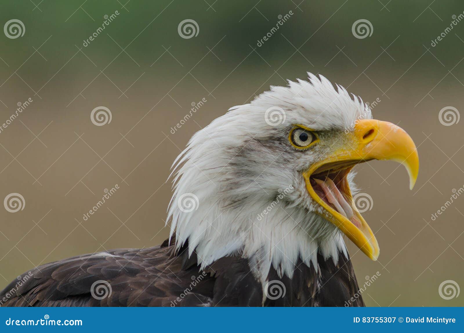 Bald eagle squeaking stock image. Image of flight, local - 83755307