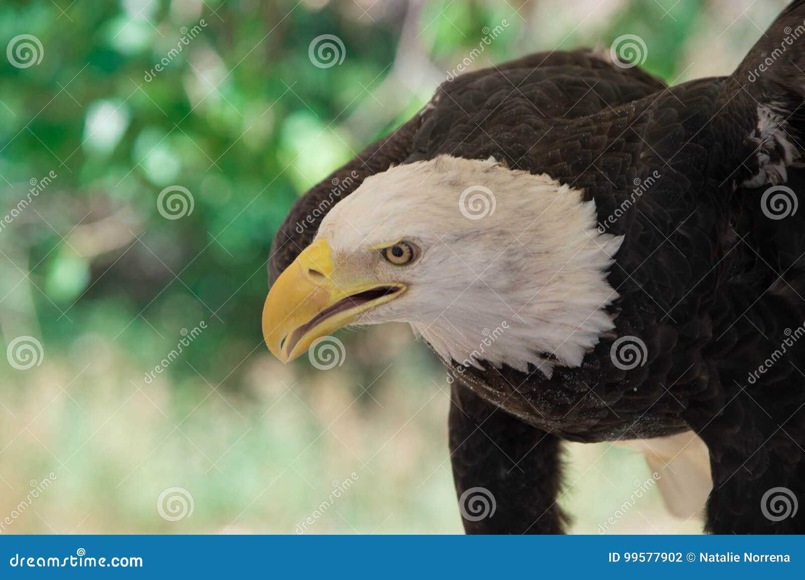 Bald Eagle standing stock photo. Image of eagle, outdoors - 99577902
