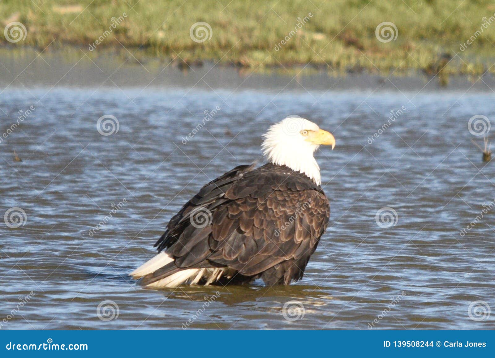 Bald Eagle stock photo. Image of water, bald, eagle - 139508244