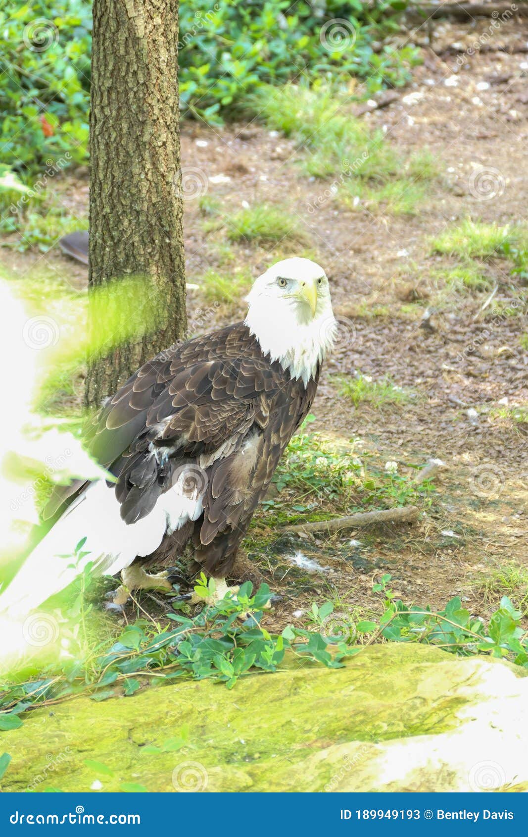 Bald Eagle Standing At The Base Of A Tree Royalty-Free Stock ...