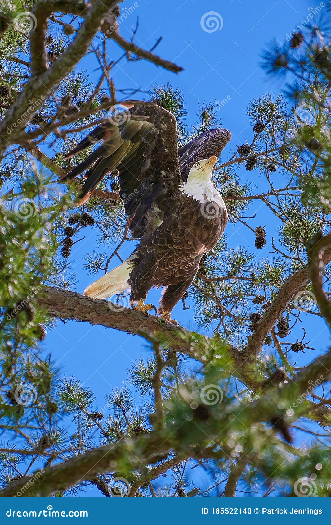 Bald Eagle Starting To Take Flight Stock Photo - Image of creature ...