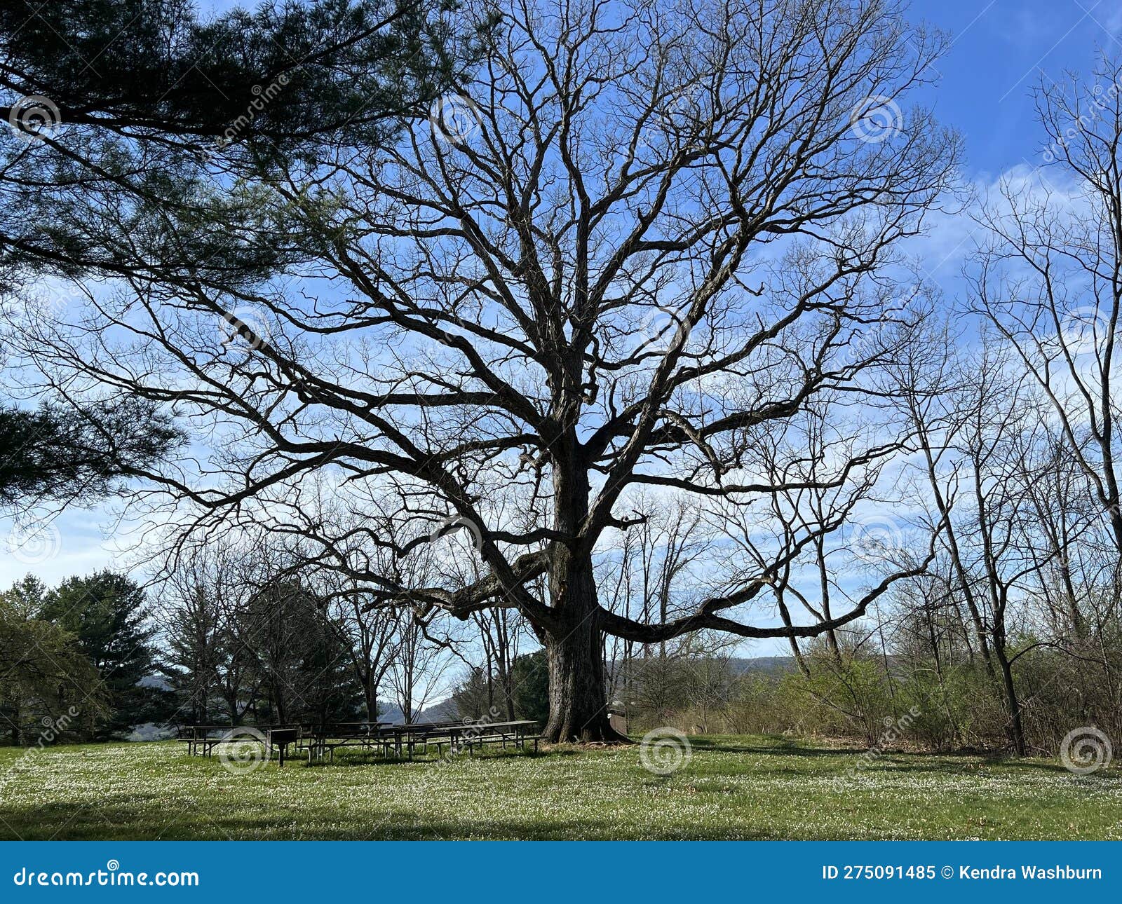 Bald Eagle State Park in PA Stock Image - Image of bald, forest: 275091485