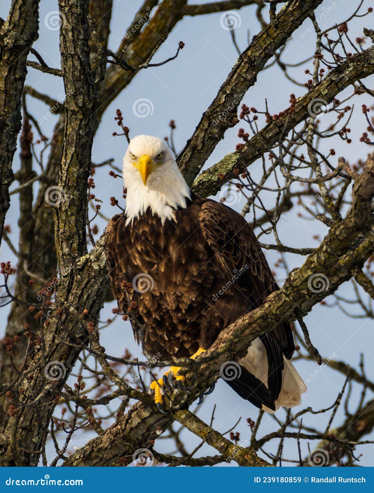 Bald Eagle Perched in Tree stock image. Image of serious - 239180859