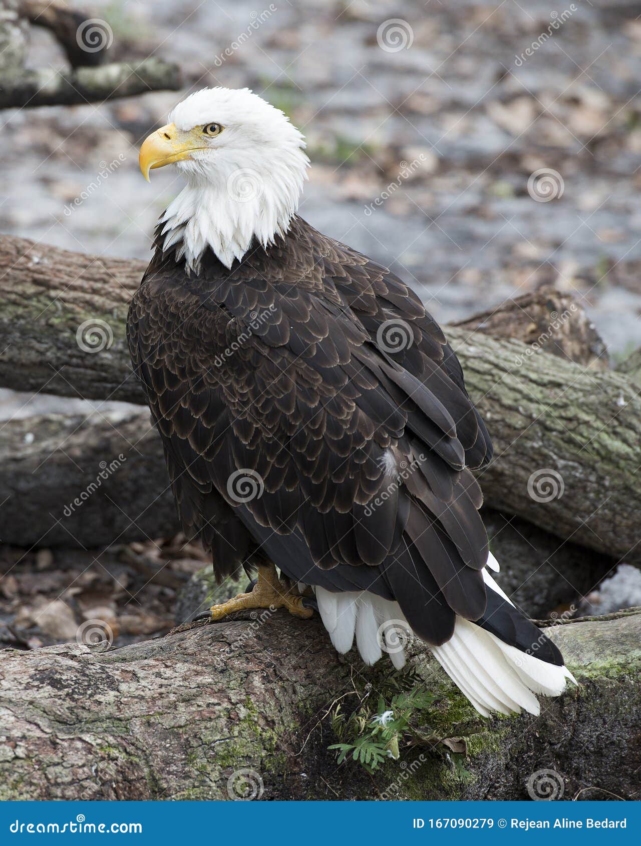 Bald Eagle Stock Photos. Bald Eagle Bird Perched. Bald Eagle Picture ...