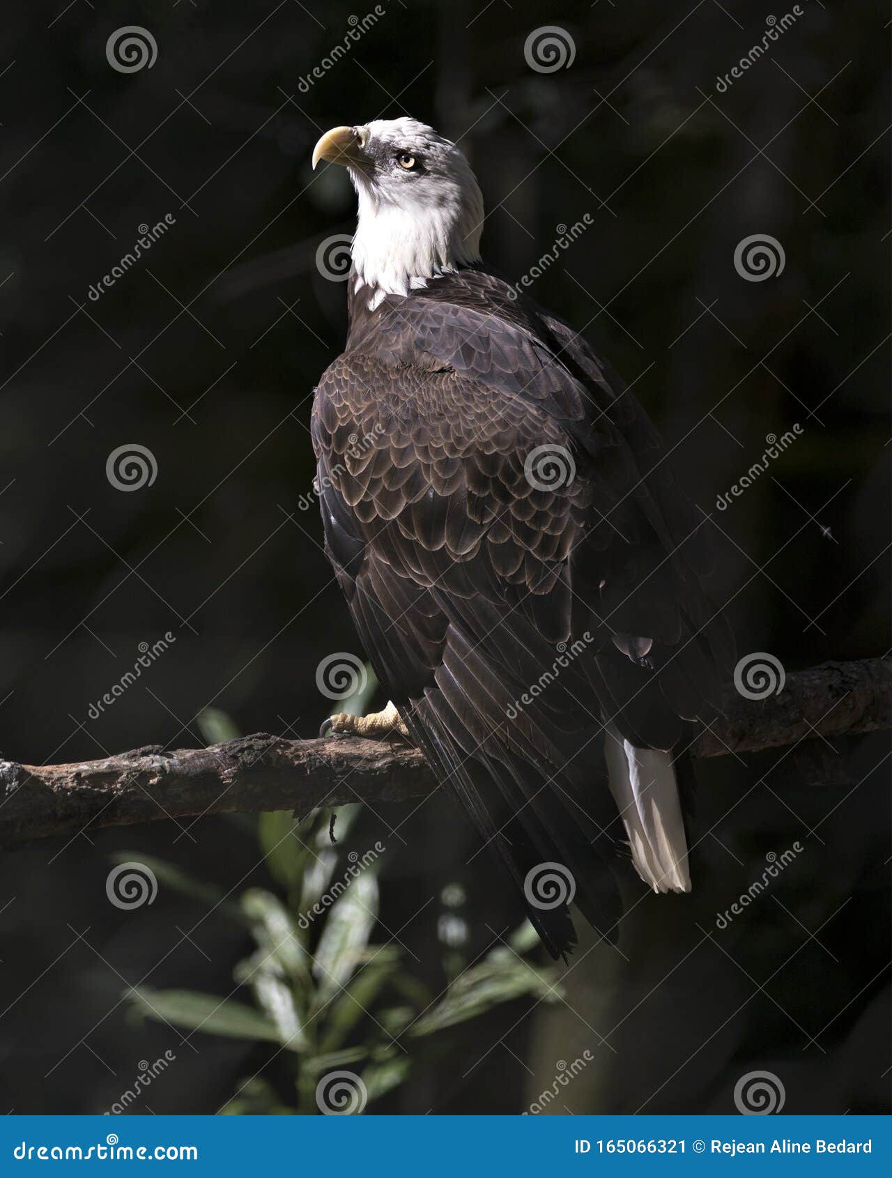 Bald Eagle Stock Photos. Bald Eagle Close-up Profile. Bald Eagle ...