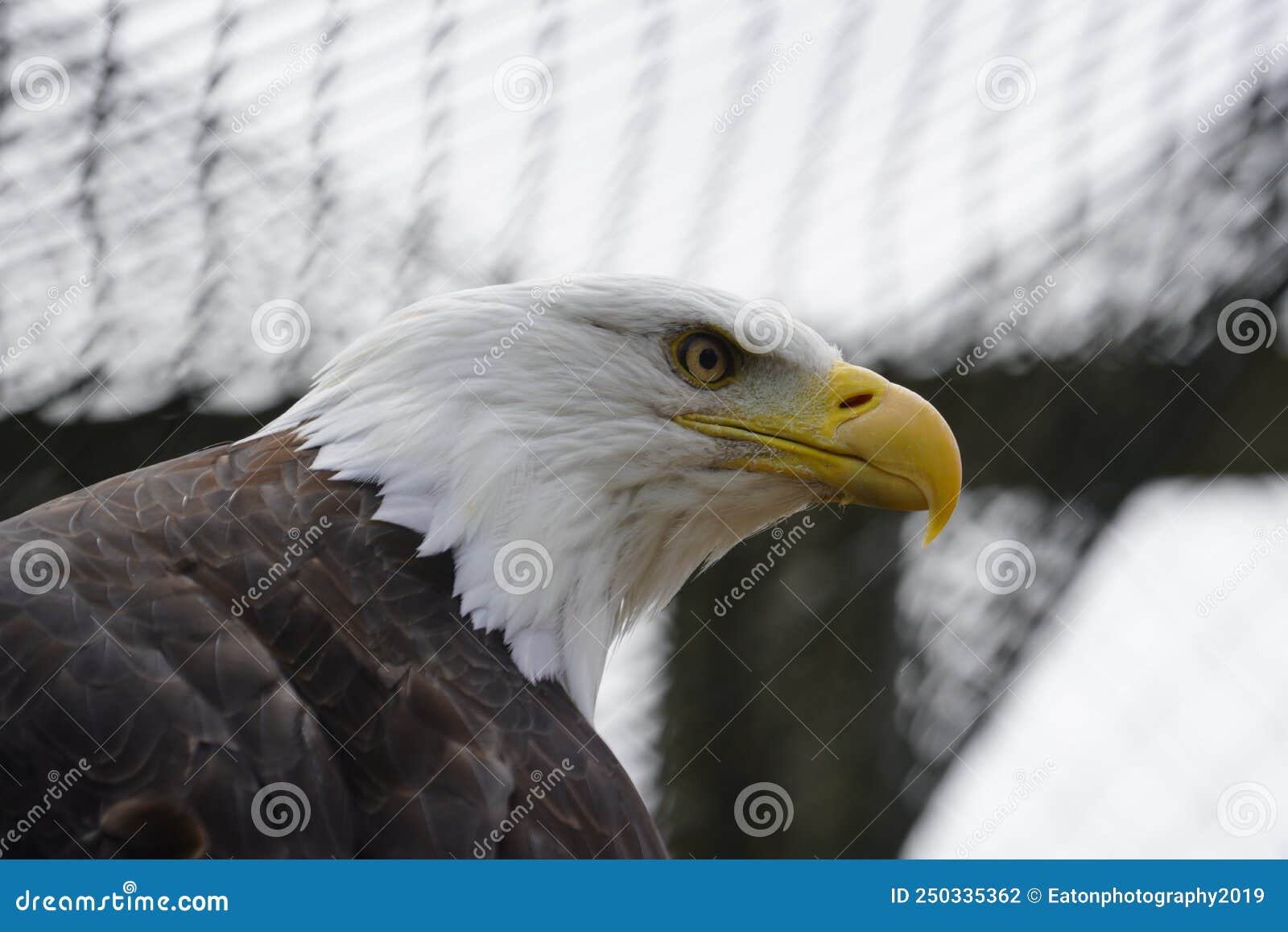 Bald eagle in the sun stock photo. Image of haliaeetus - 250335362