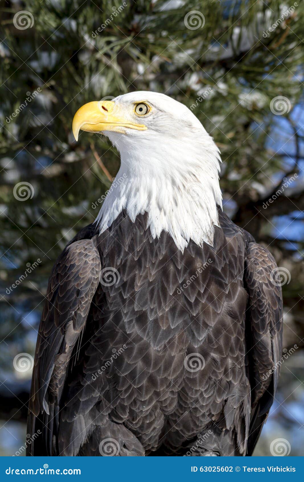 Bald Eagle on Sunny Winter Day Stock Photo - Image of raptor, prey ...