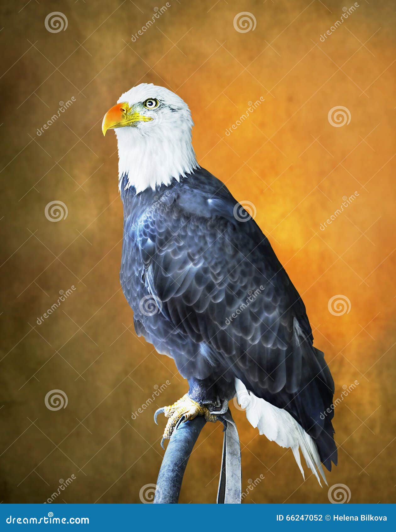 Bald Eagle at Sunset stock photo. Image of strength, hunting - 66247052