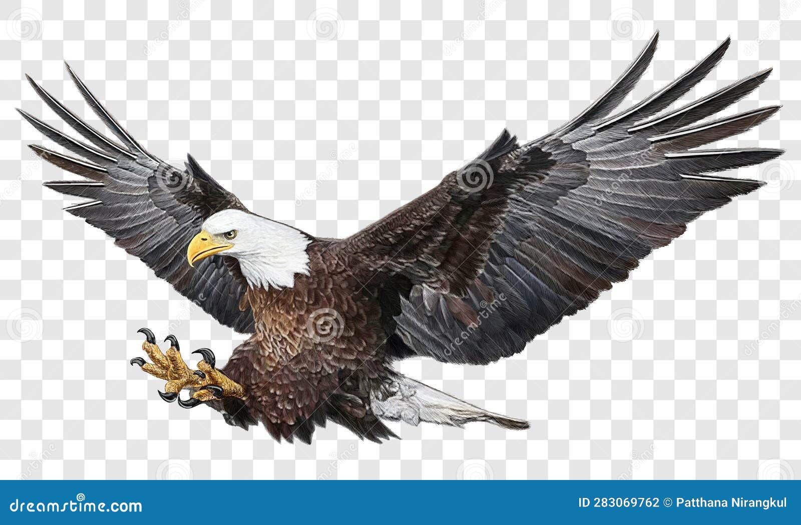 Bald Eagle Swoop Attack Hand Draw And Paint Color On Checkered ...