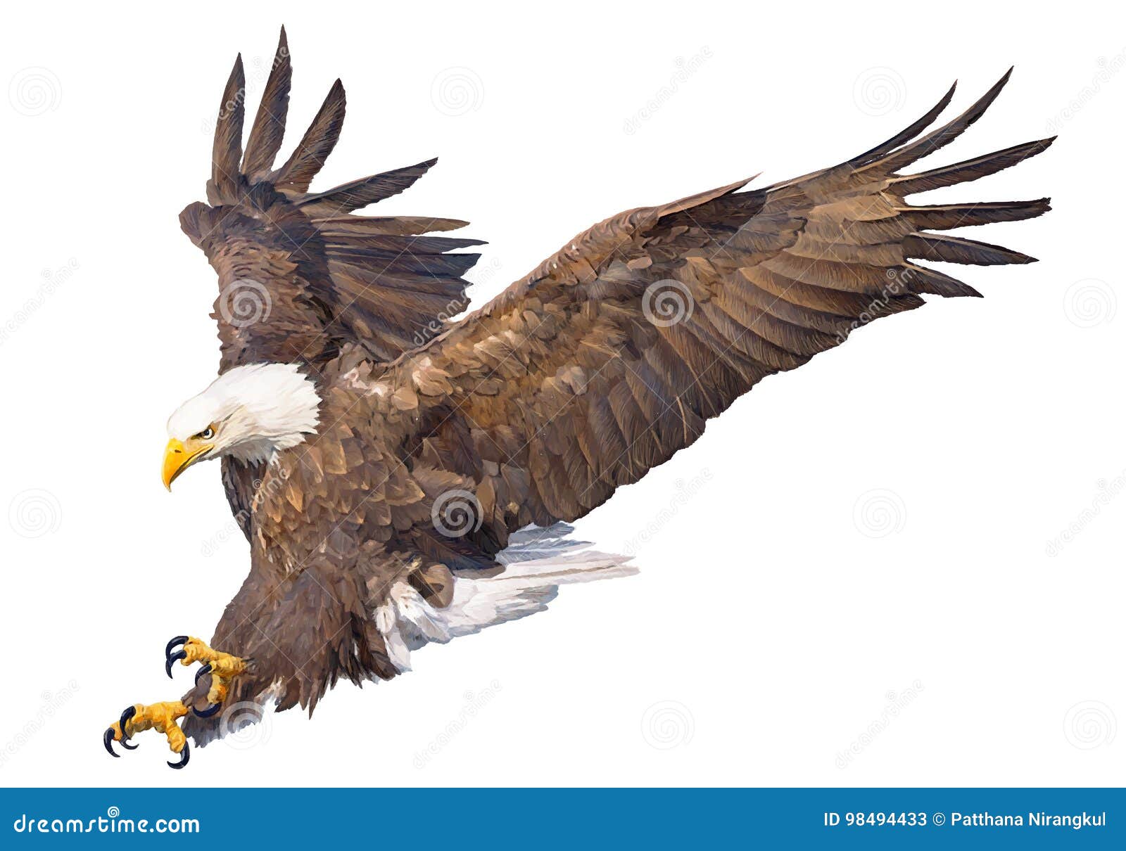 Bald Eagle Swoop Attack Hand Draw And Paint On White Background Animal ...