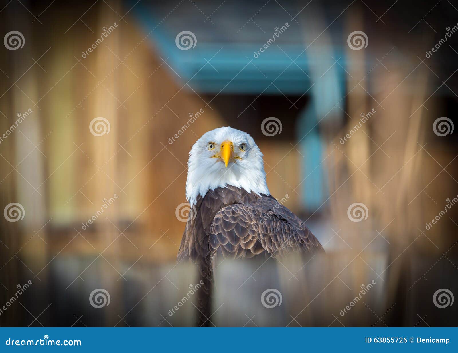 The Bald Eagle, Symbol of Freedom and the USA. Stock Photo - Image of ...