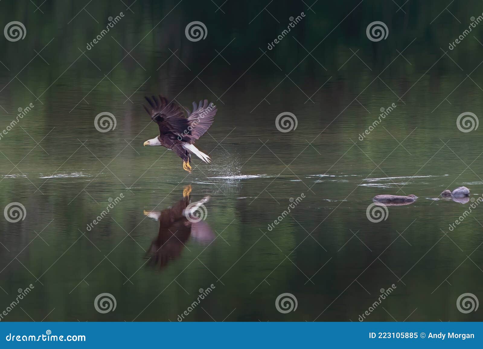 Bald Eagle in Flight Reflection Stock Image - Image of baldeagle, lake ...