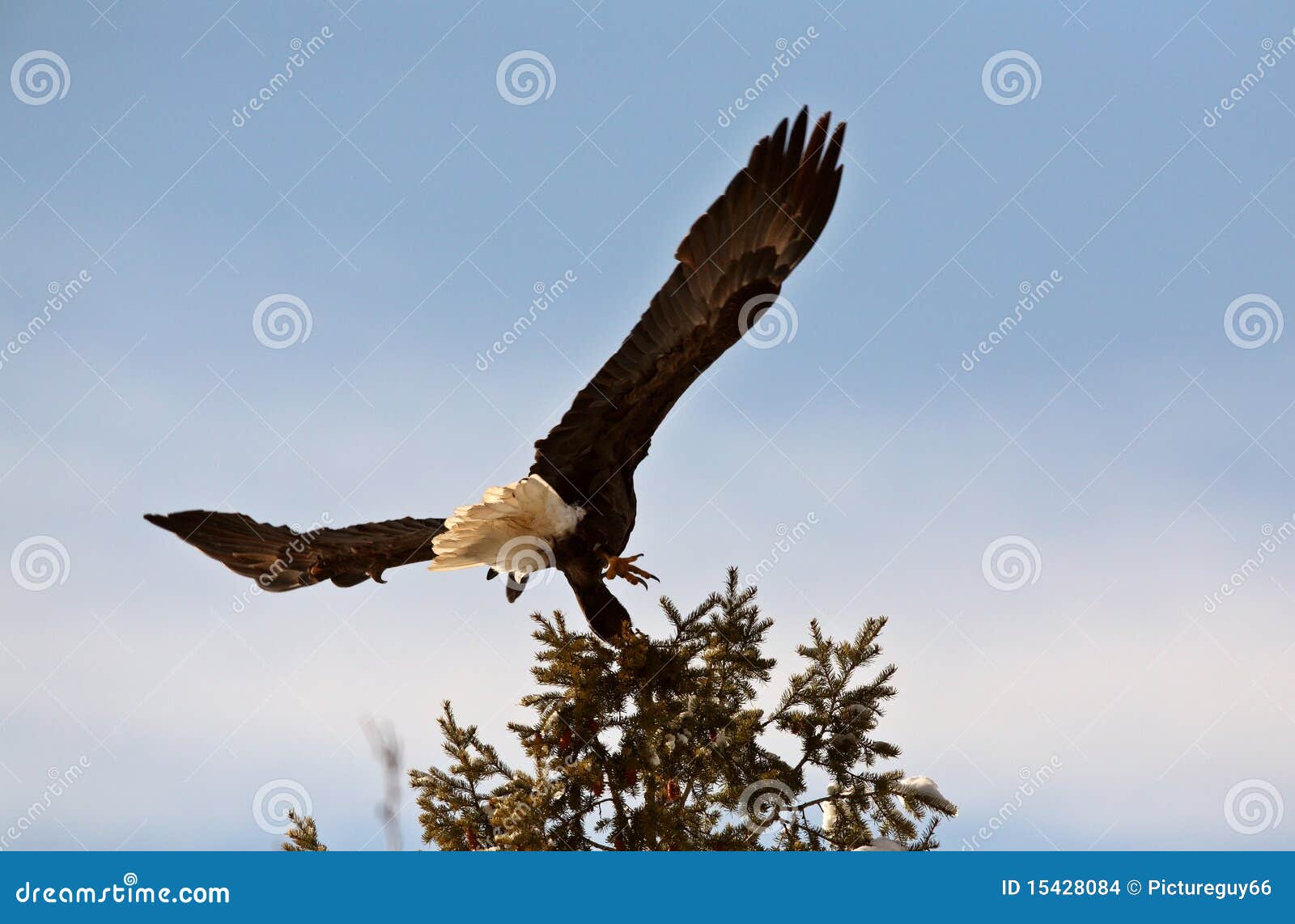 Bald Eagle taking flight stock photo. Image of alberta - 15428084