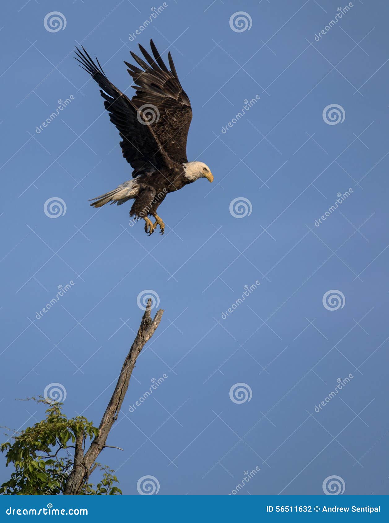 Bald Eagle taking flight stock photo. Image of clear - 56511632