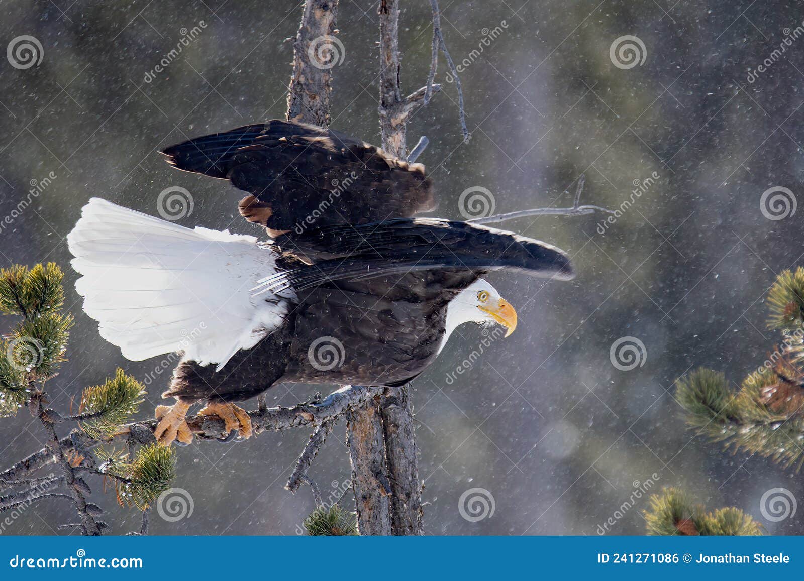 Bald Eagle taking flight stock photo. Image of national - 241271086