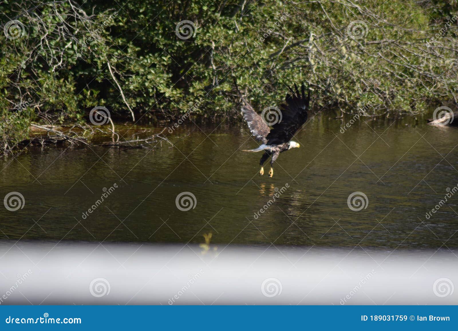 Bald Eagle Taking Flight Over Water Stock Image - Image of wetland ...