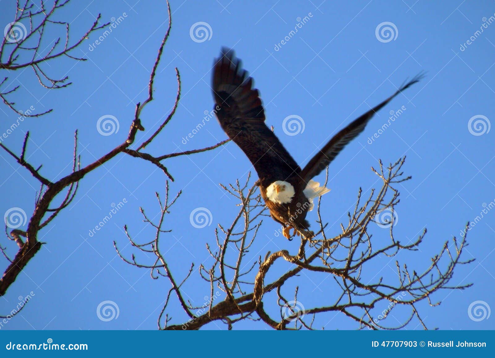 Bald Eagle taking Flight stock image. Image of america - 47707903