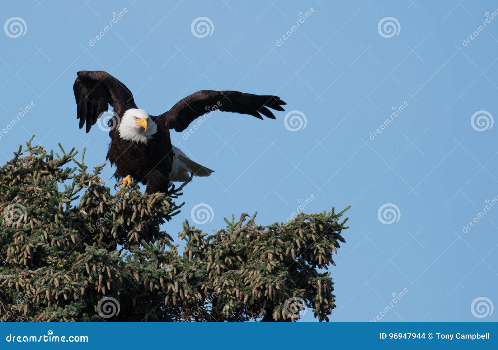 Bald Eagle Taking Flight from a Tree Stock Photo - Image of flight ...