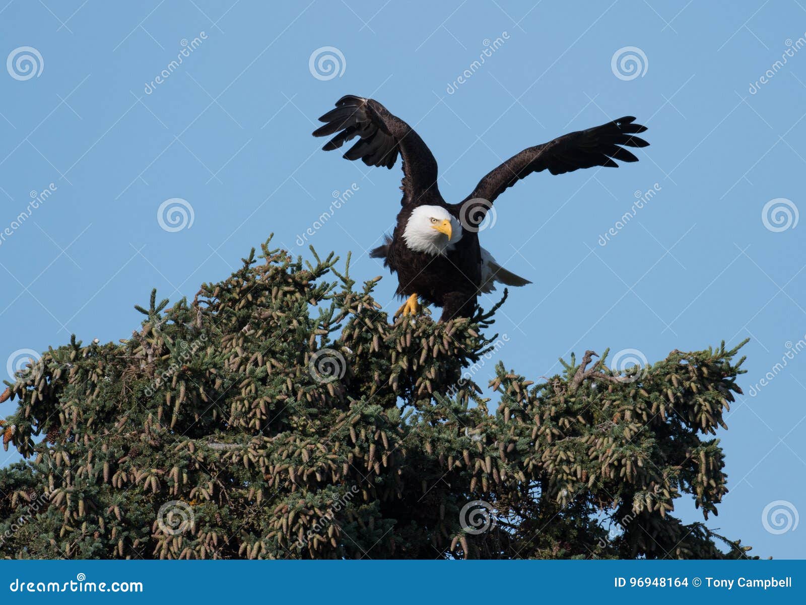 Bald Eagle Taking Flight from a Tree Stock Photo - Image of ...