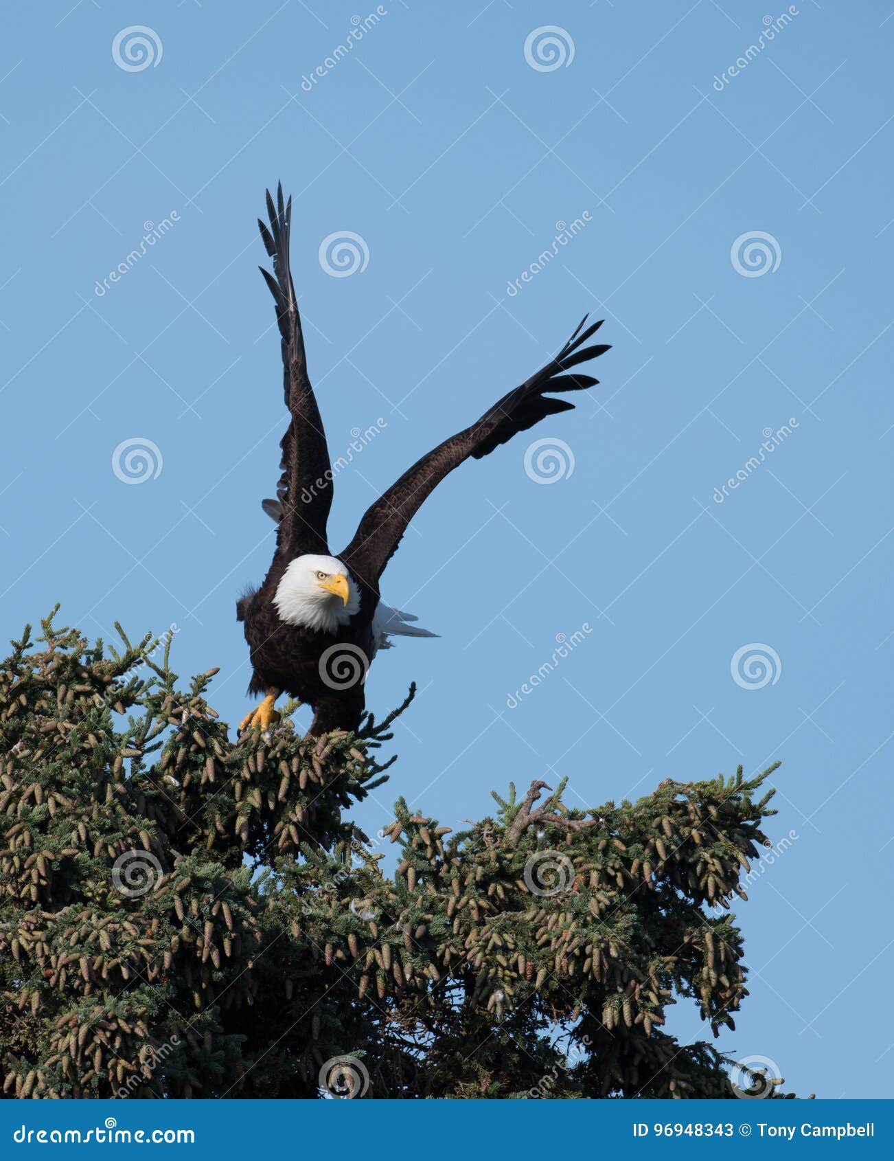 Bald Eagle Taking Flight from a Tree Stock Image - Image of ...