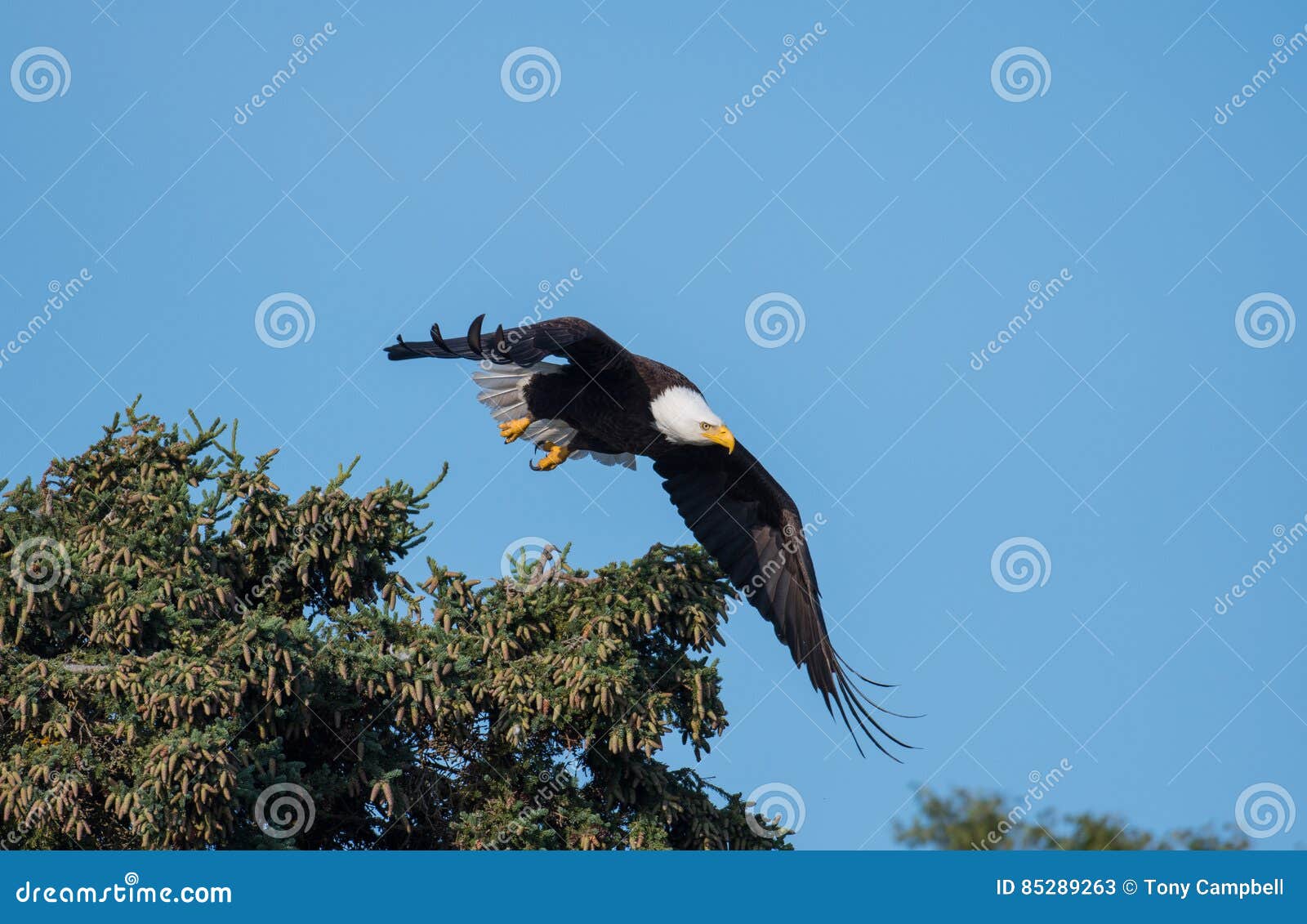 Bald Eagle Taking Flight from a Tree Stock Image - Image of national ...