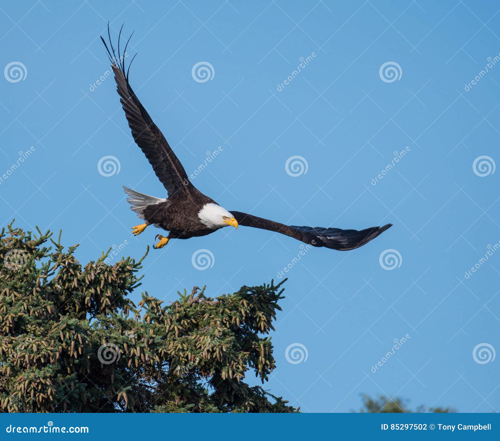 Bald Eagle Taking Flight from a Tree Stock Photo - Image of park ...