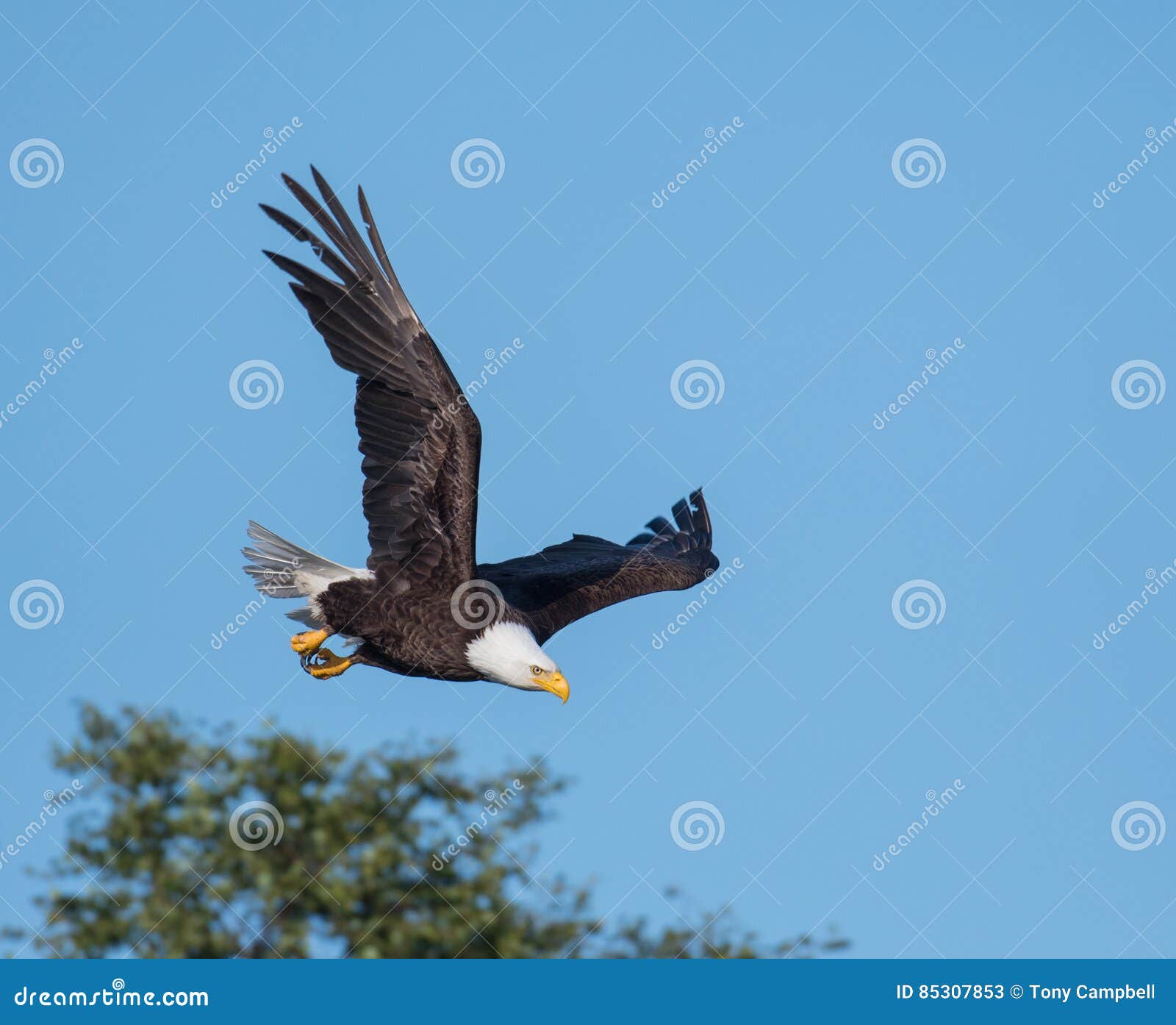 Bald Eagle Taking Flight from a Tree Stock Image - Image of bird ...