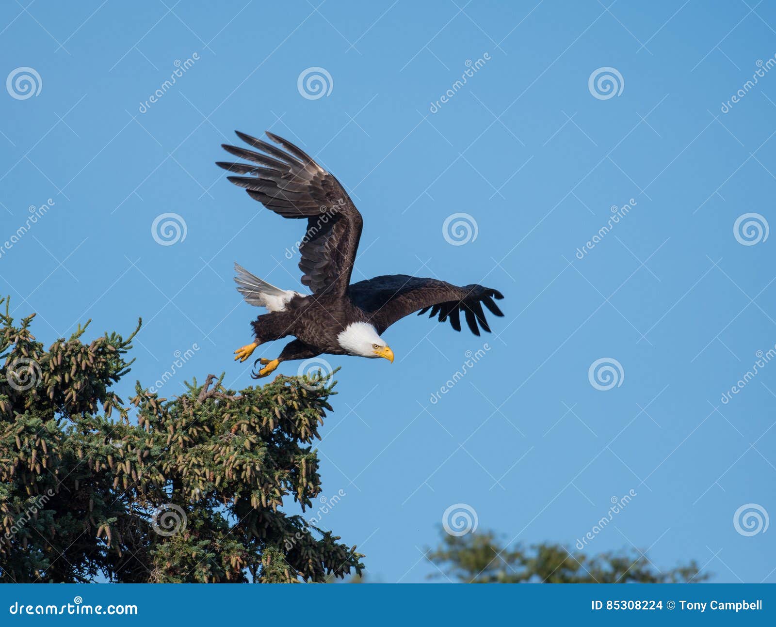 Bald Eagle Taking Flight from a Tree Stock Photo - Image of national ...
