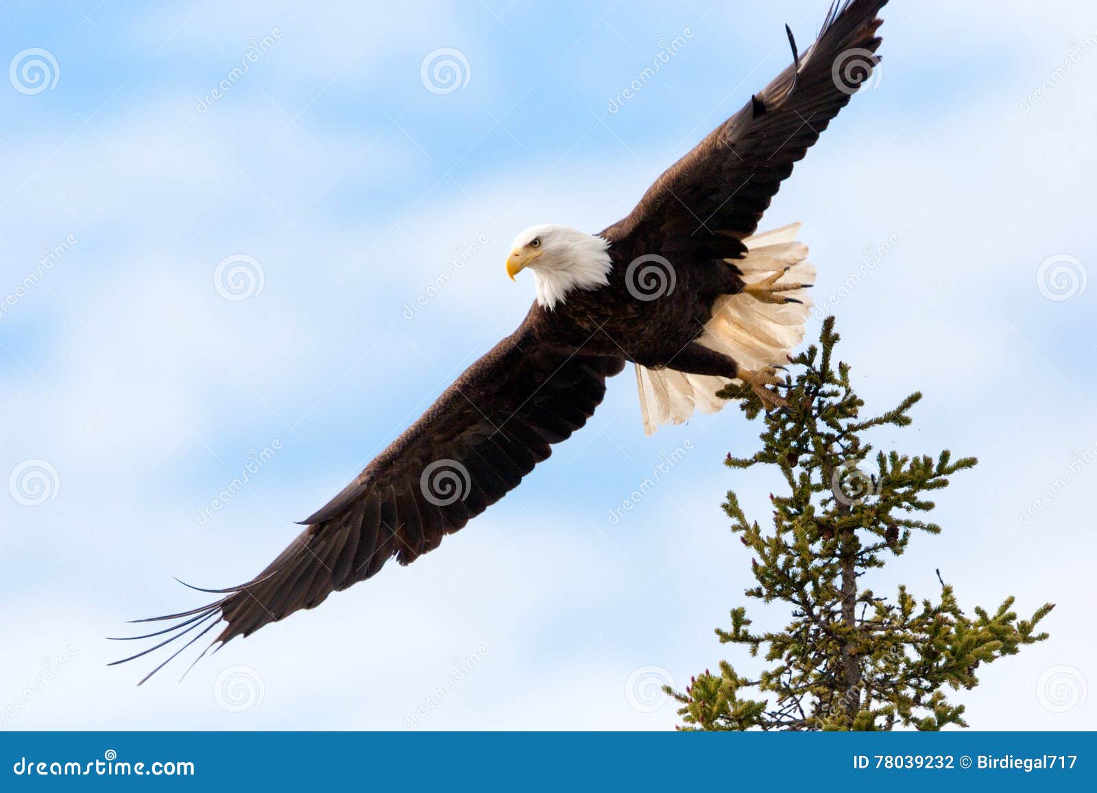 Bald Eagle Taking Flight Tree Stock Photos - Free & Royalty-Free Stock ...