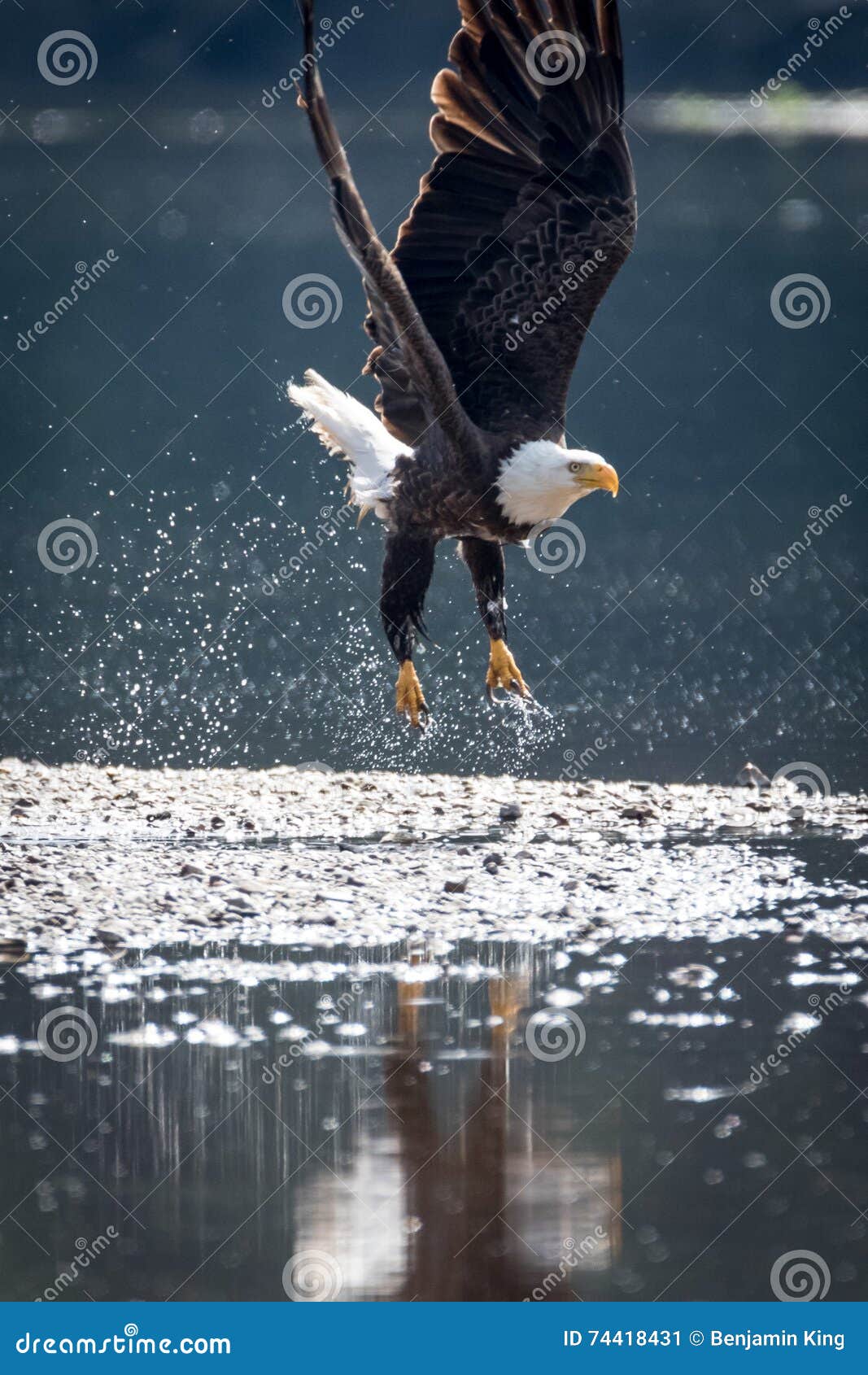 Bald Eagle Taking flight stock image. Image of symbol - 74418431