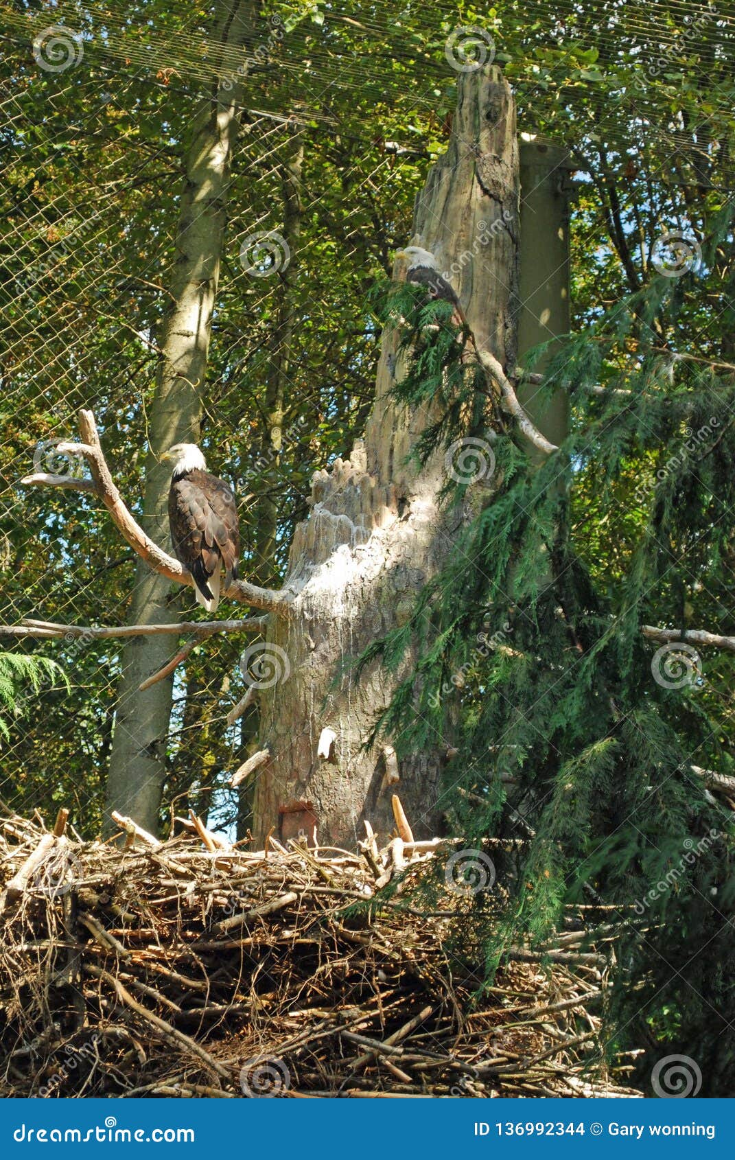 Eagle in tree stock photo. Image of green, eagle, tree - 136992344