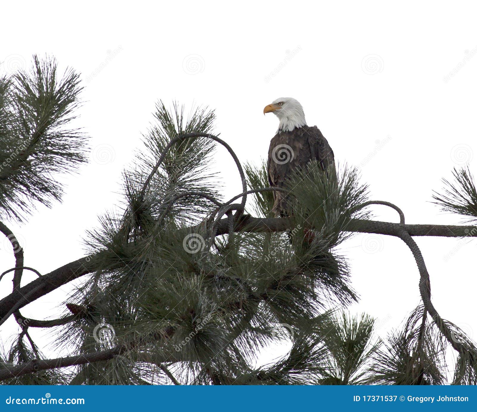 Bald eagle in a tree. stock image. Image of tree, conservation - 17371537