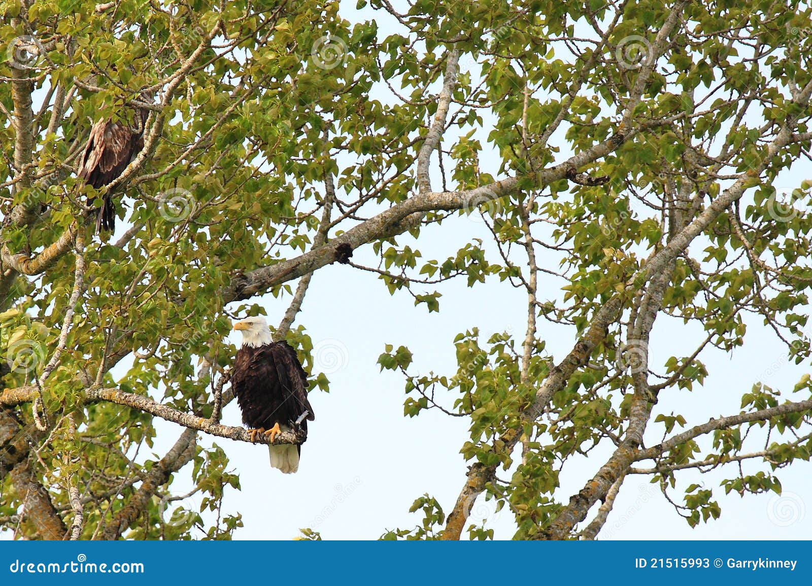 Bald Eagle in tree stock image. Image of freedom, outdoors - 21515993