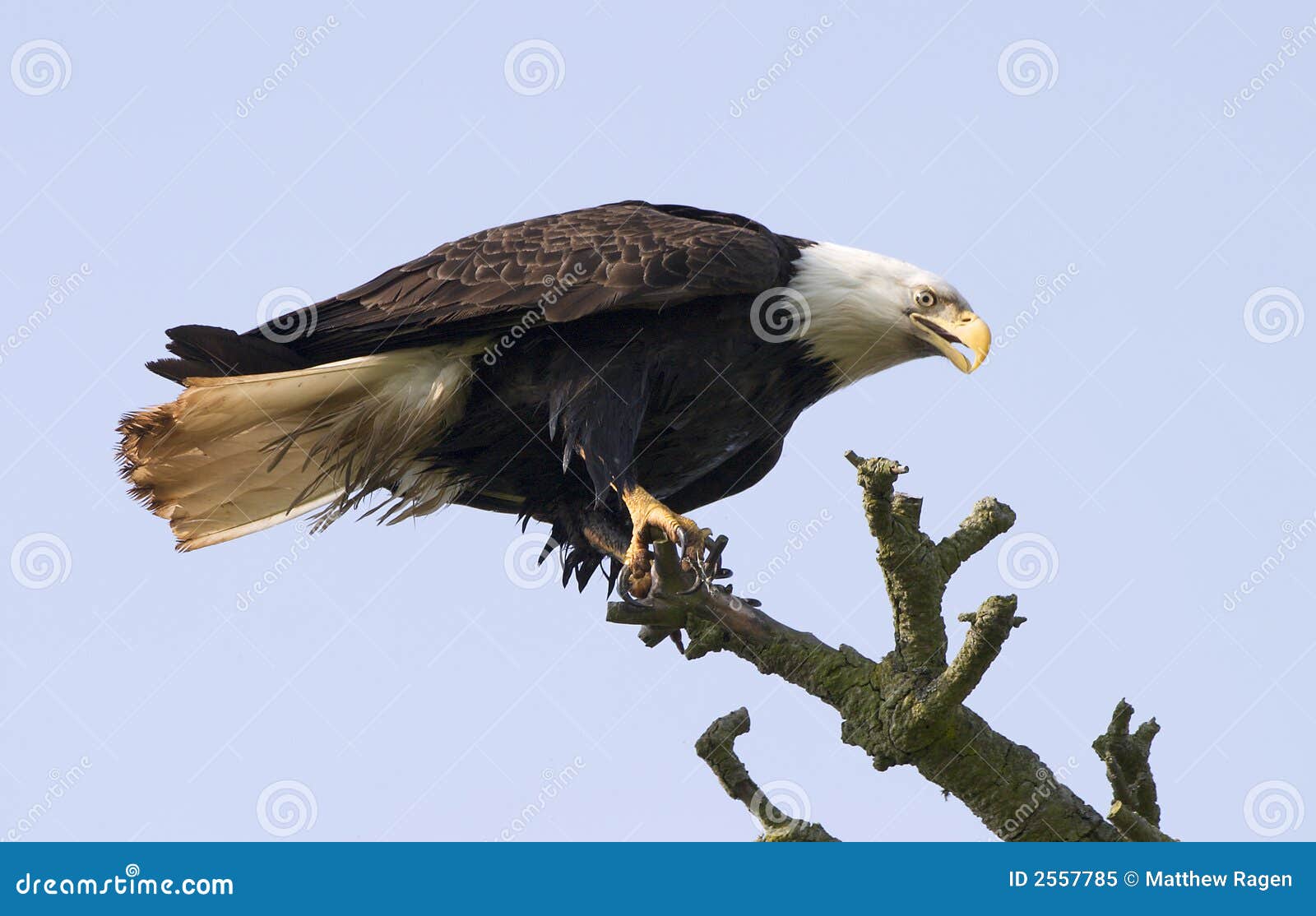 Bald Eagle in Tree stock image. Image of eyed, perching - 2557785