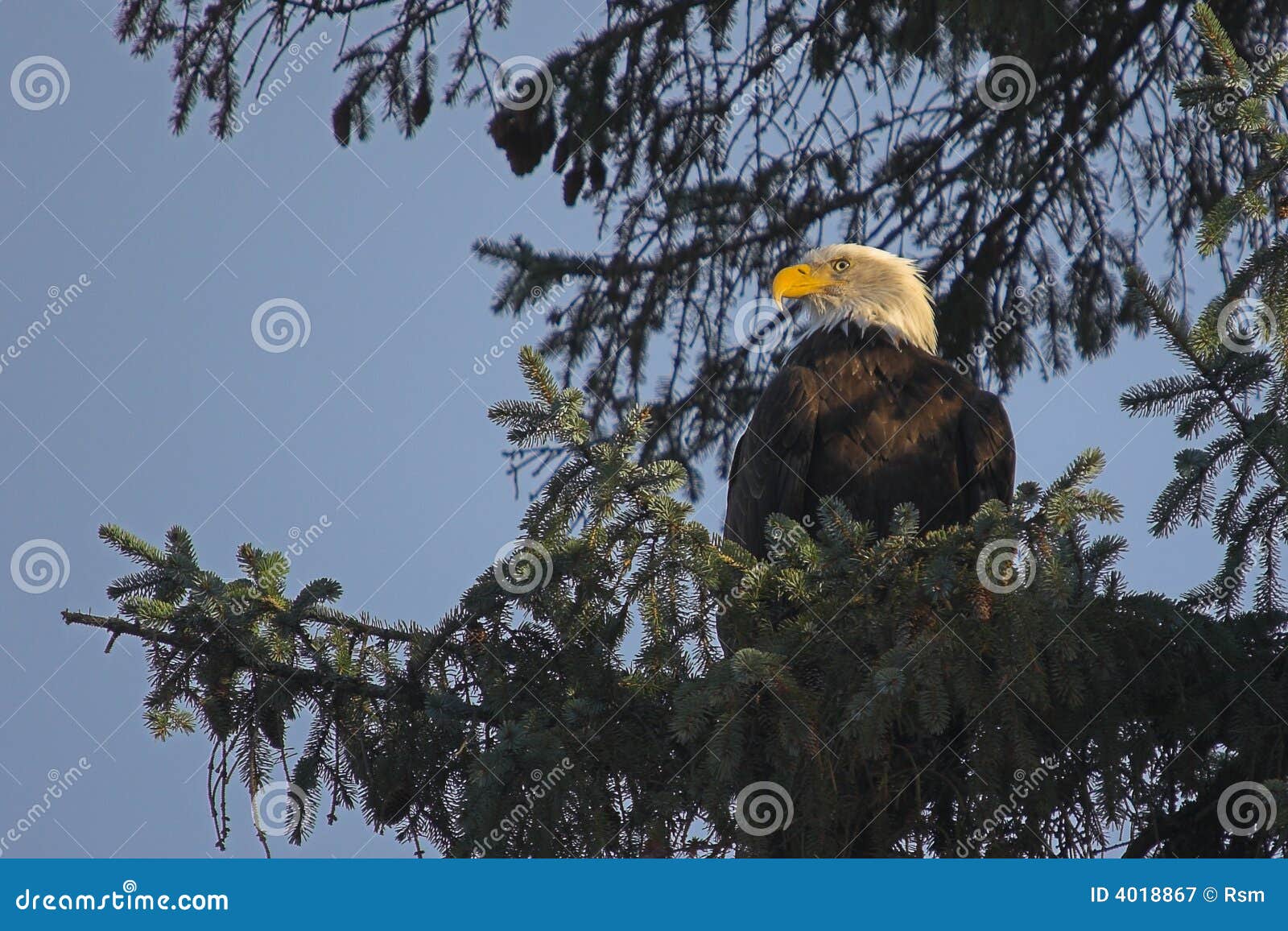 Bald Eagle in tree stock image. Image of tree, plumage - 4018867
