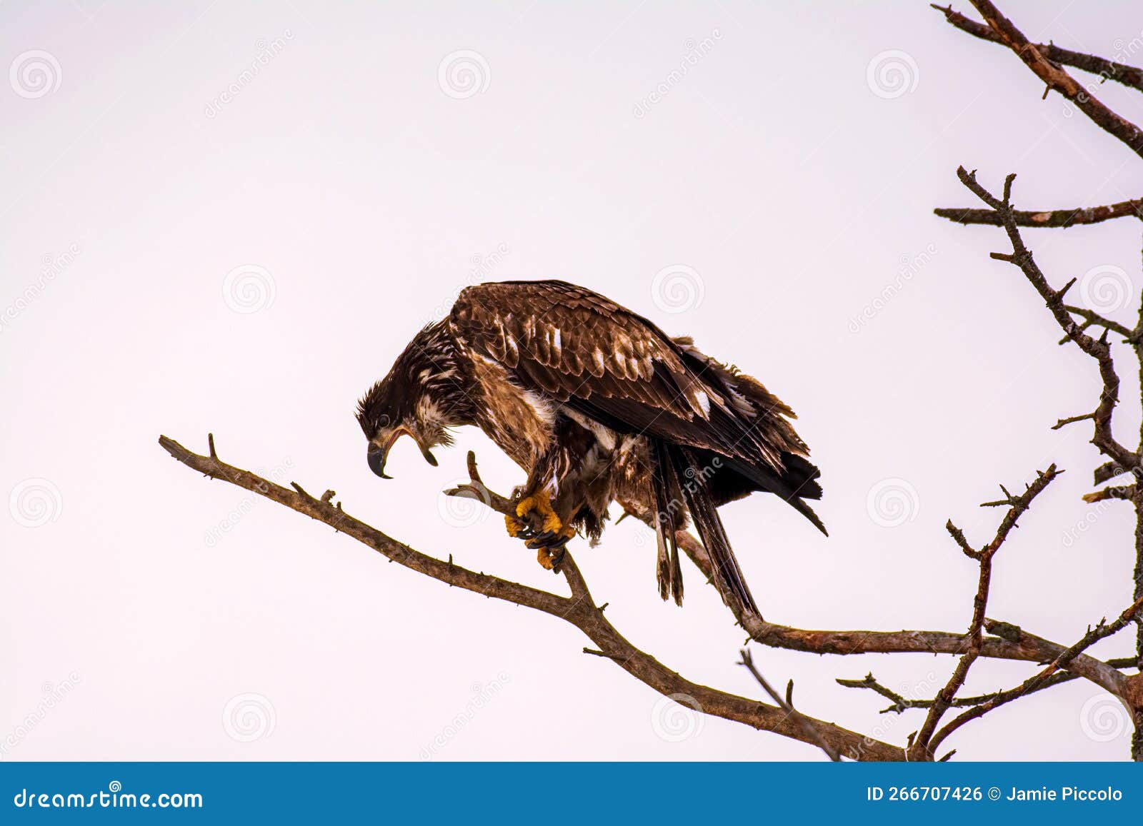 Bald Eagle on a Tree Branch in Spring Stock Photo - Image of branch ...