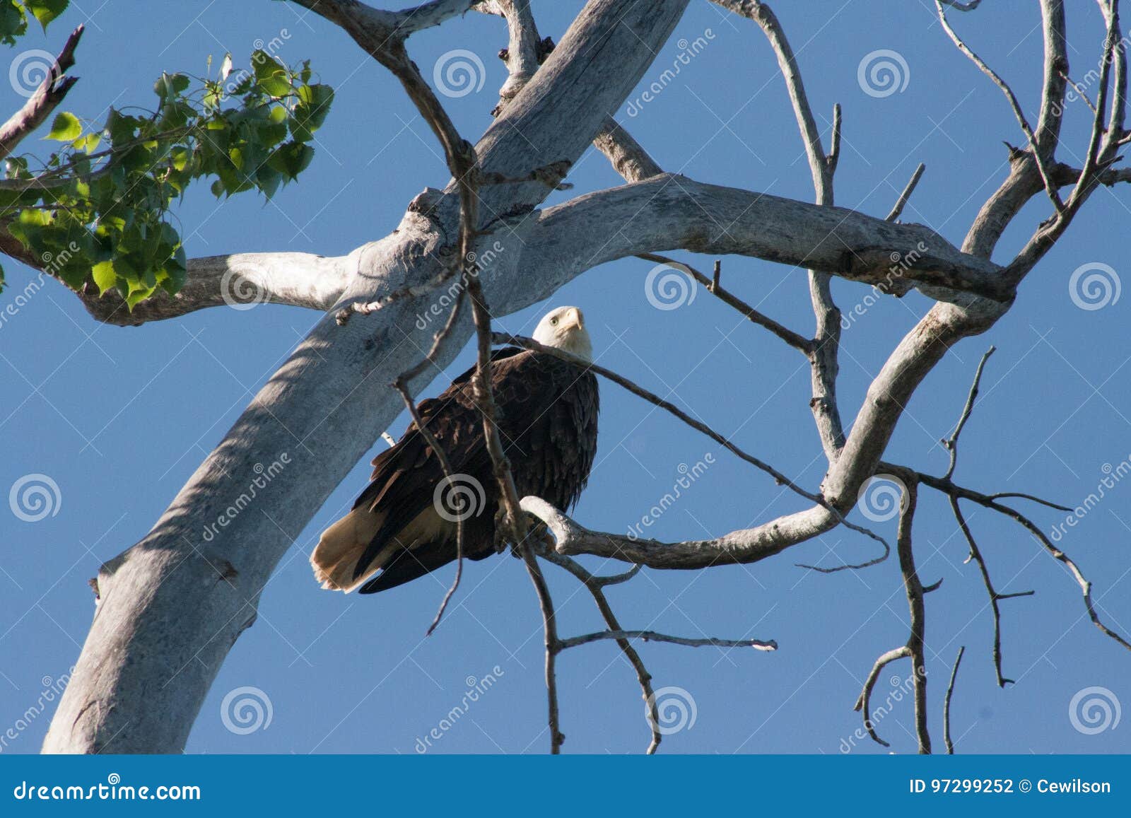 Bald Eagle in a Tree stock photo. Image of soaring, freedom - 97299252