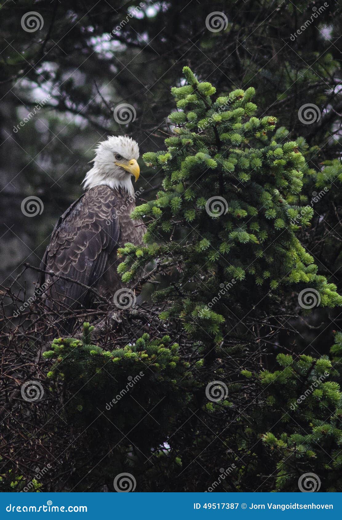 Bald eagle on a tree stock image. Image of tree, pine - 49517387