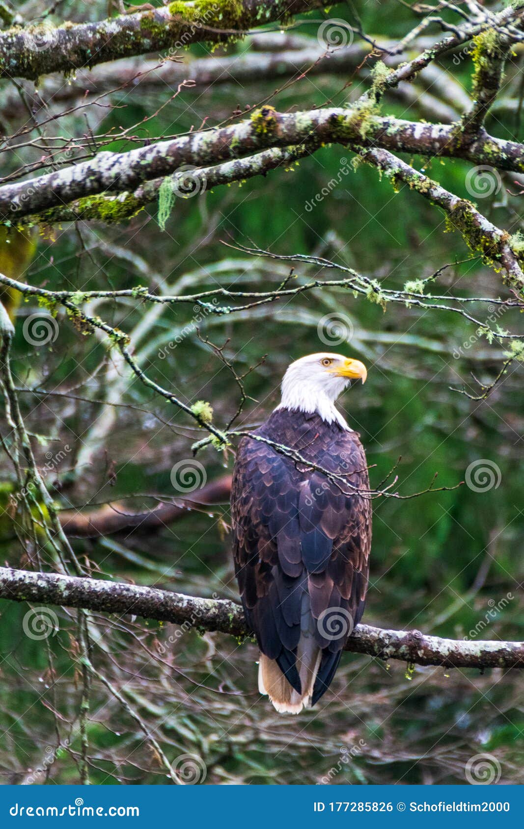 Bald Eagle in Tree stock photo. Image of tree, nature - 177285826