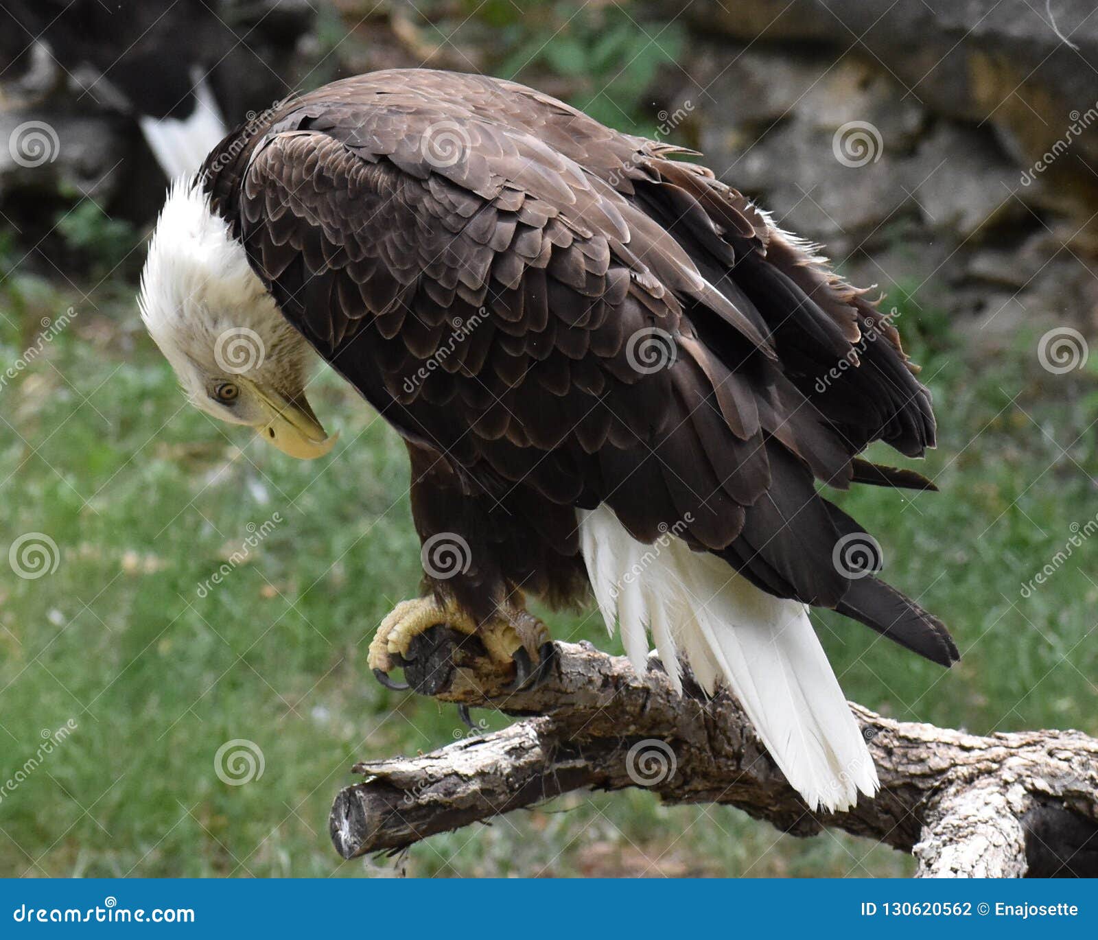 Bald Eagle stock photo. Image of bald, oklahoma, eagle - 130620562