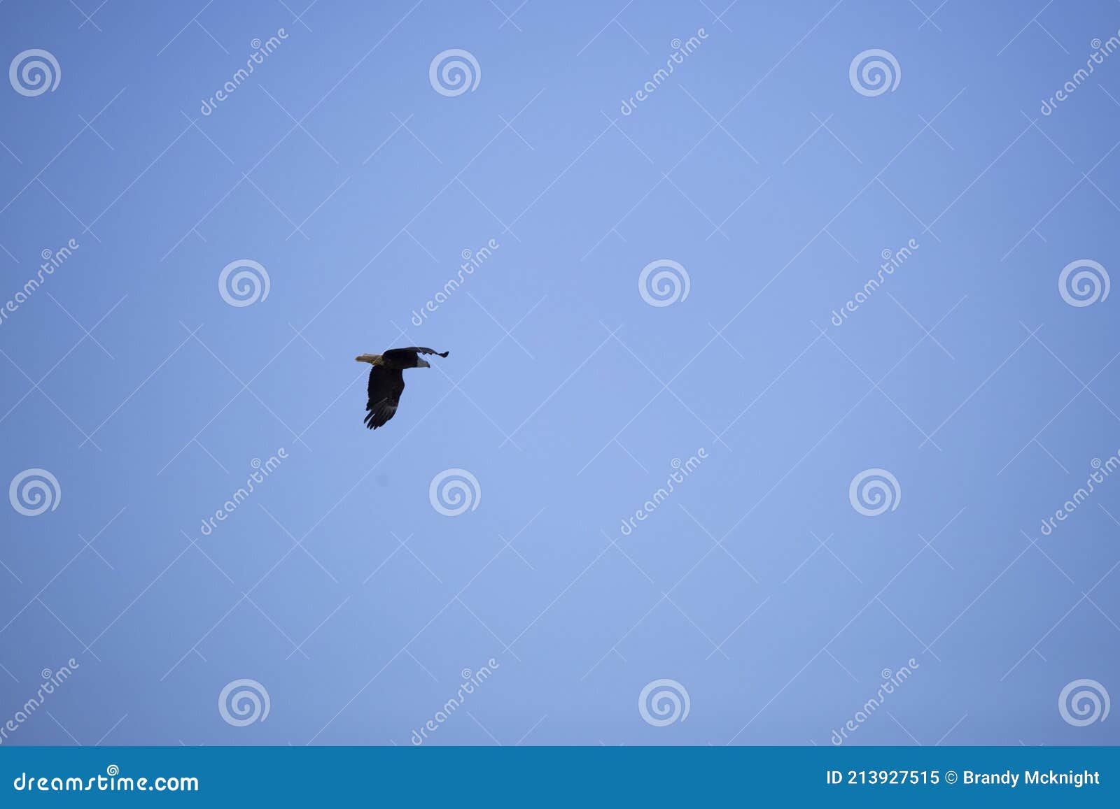 Bald Eagle Turning in Flight Stock Image - Image of majestic, brown ...