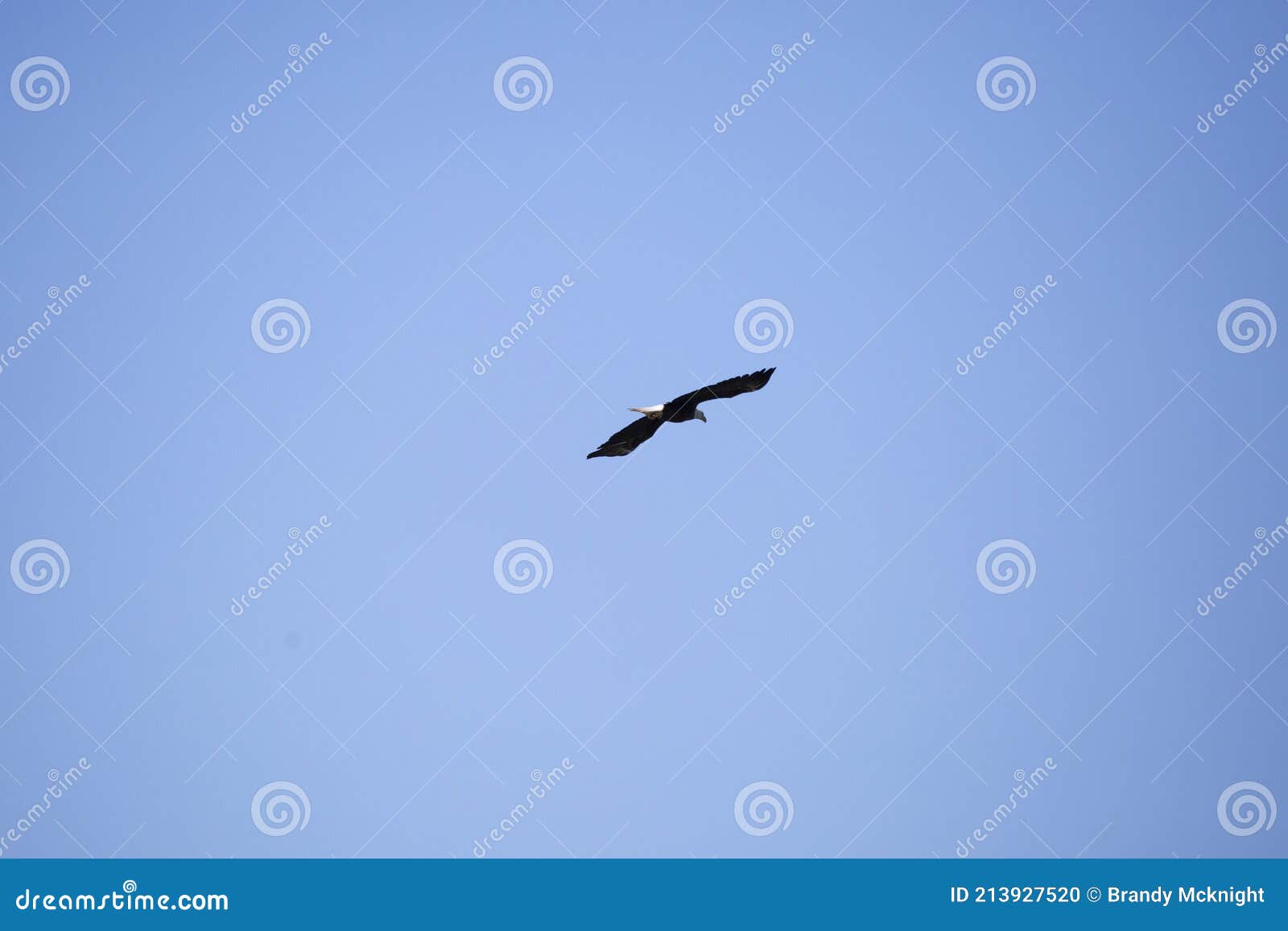 Bald Eagle Turning in Flight Stock Photo - Image of freedom, mexico ...