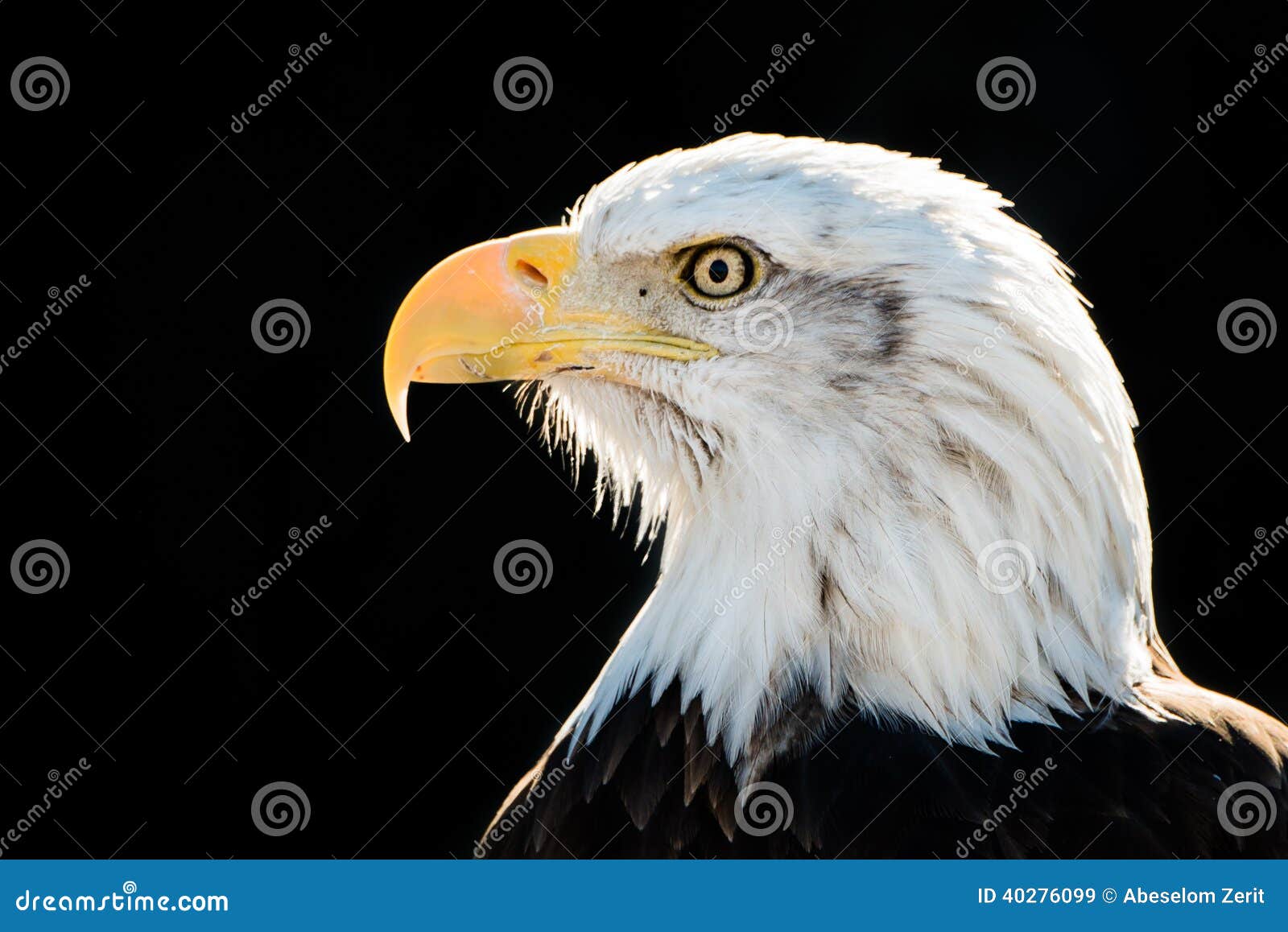Bald Eagle VI stock image. Image of bird, rhode, park - 40276099