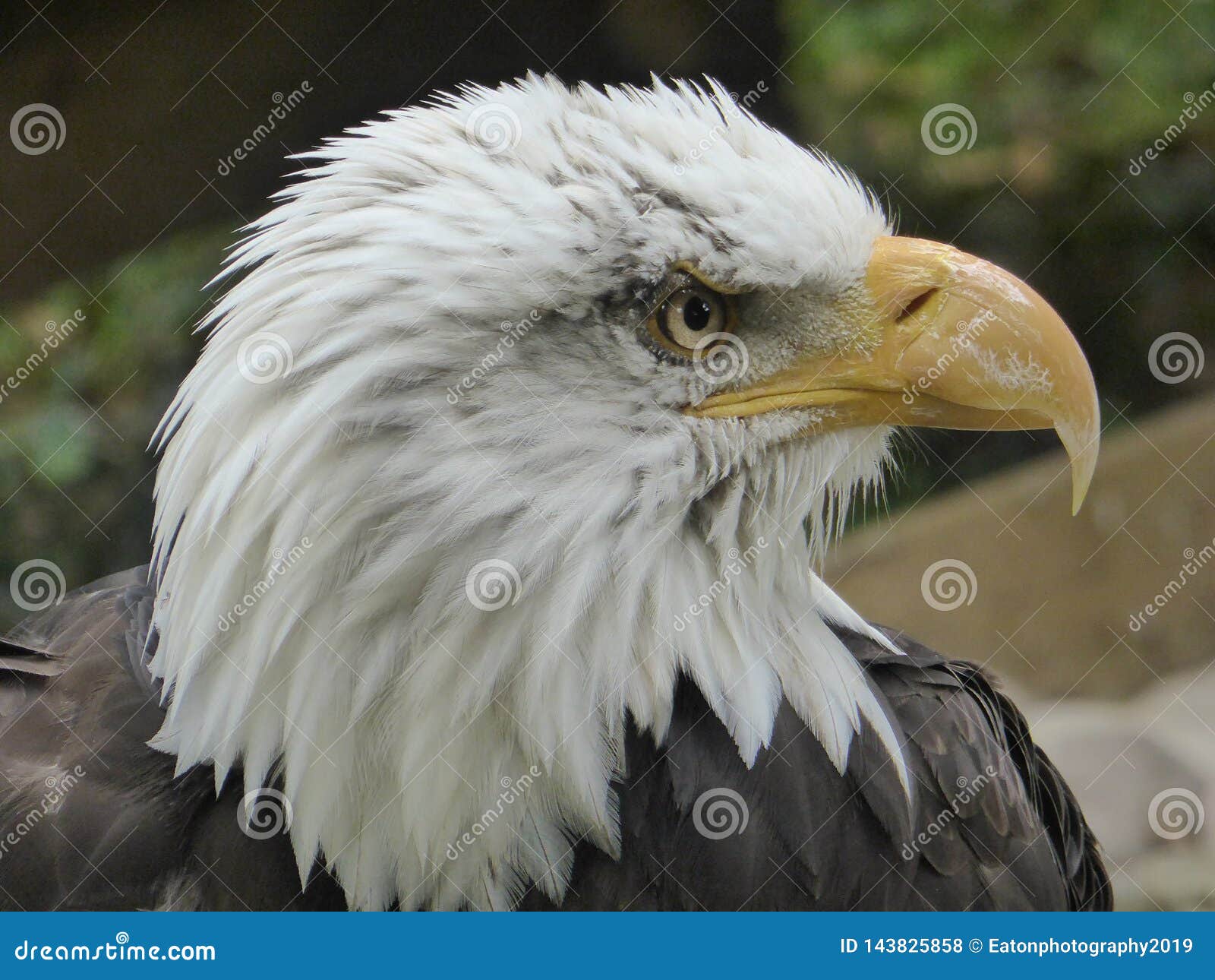 Bald Eagle Looking Out at the World Stock Photo - Image of aves ...