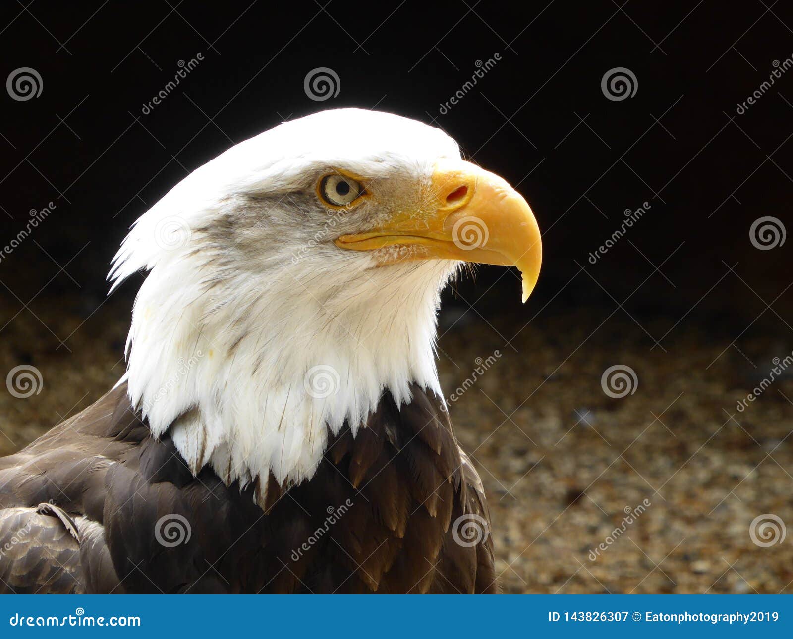 Bald Eagle Looking Out at the World Stock Image - Image of haliaeetus ...