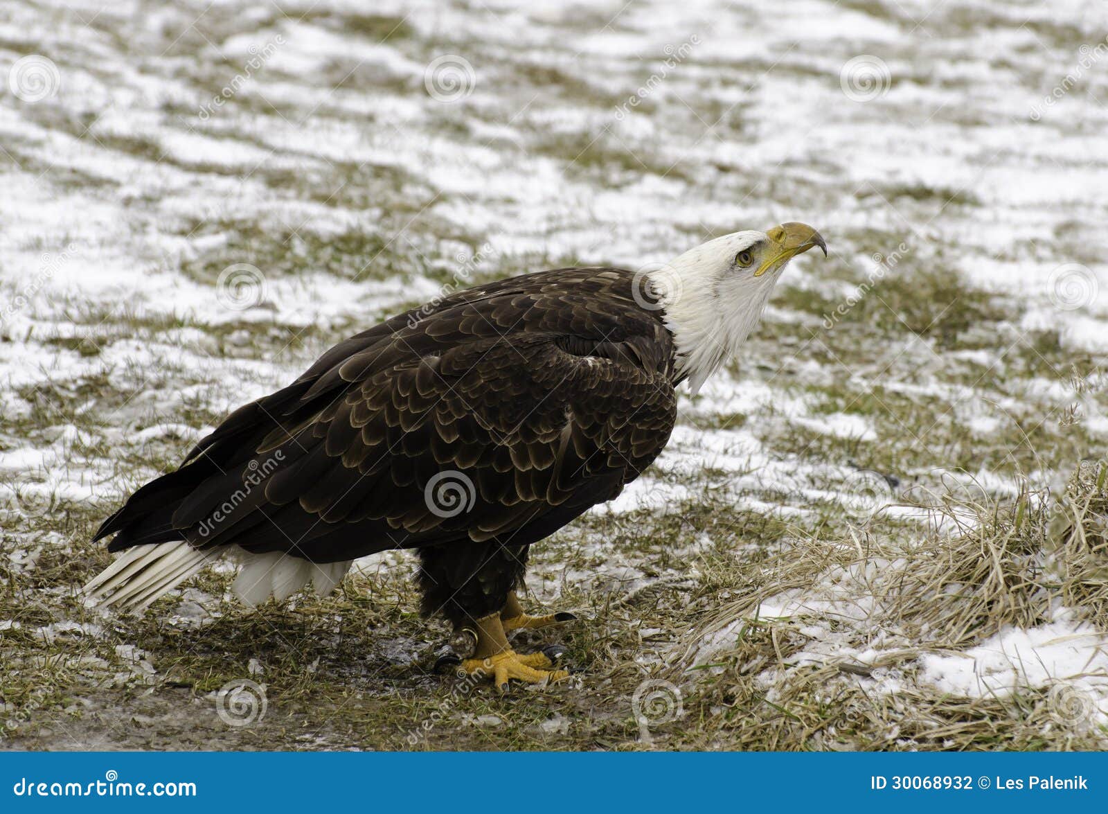 Bald Eagle stock photo. Image of powerful, white, feathers - 30068932