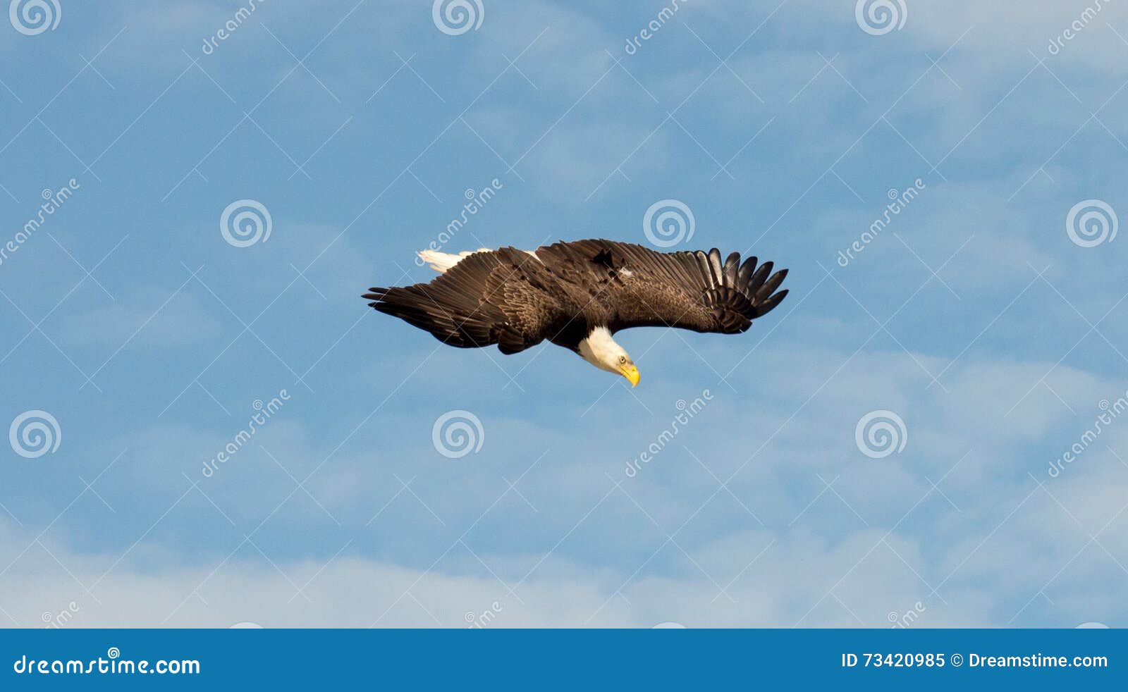 The Bald Eagle Watching from Above Stock Image - Image of mystic, eagle ...