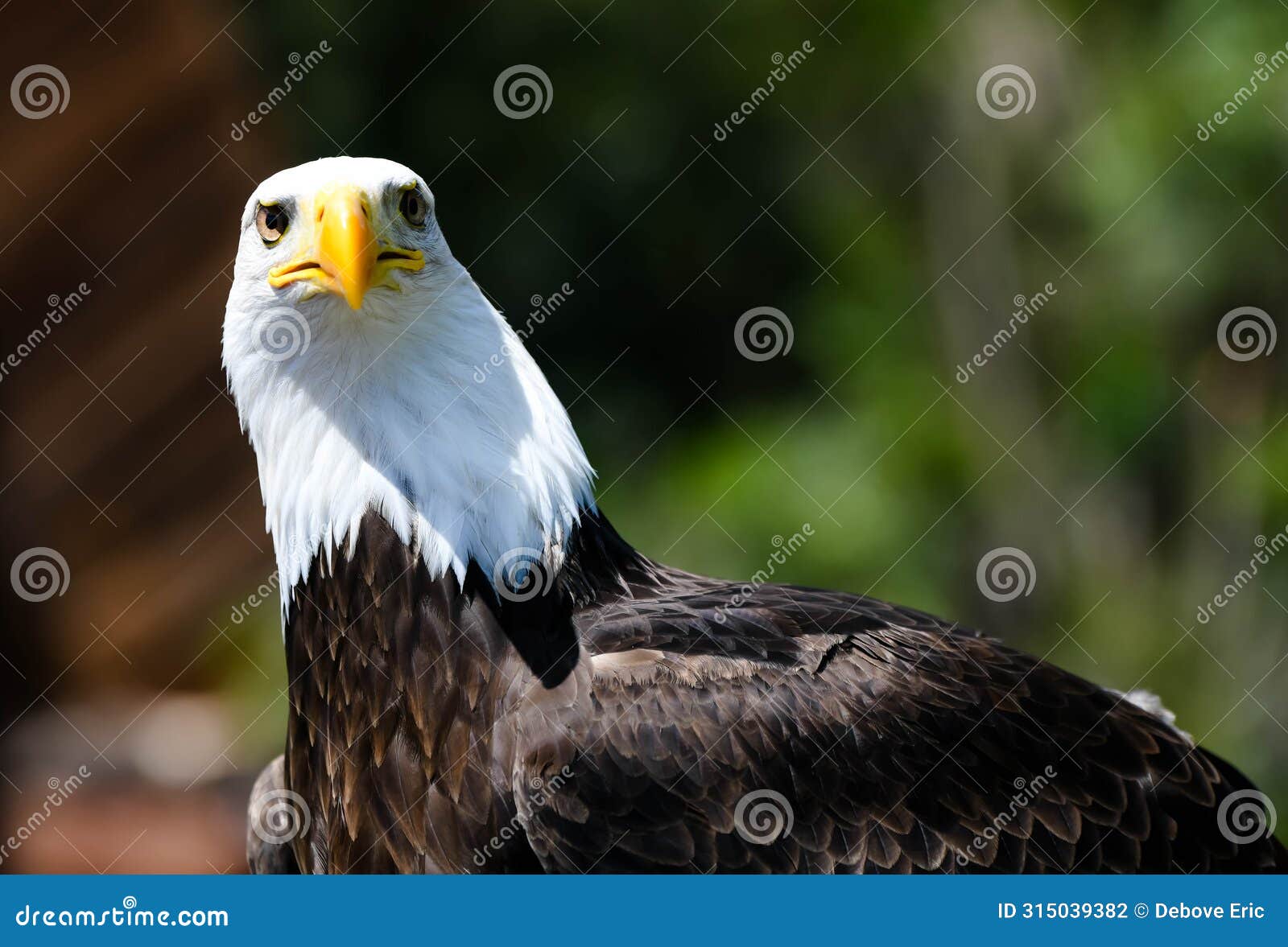 Bald Eagle White-headed Eagle or White-headed Eagle in Action Close-up ...
